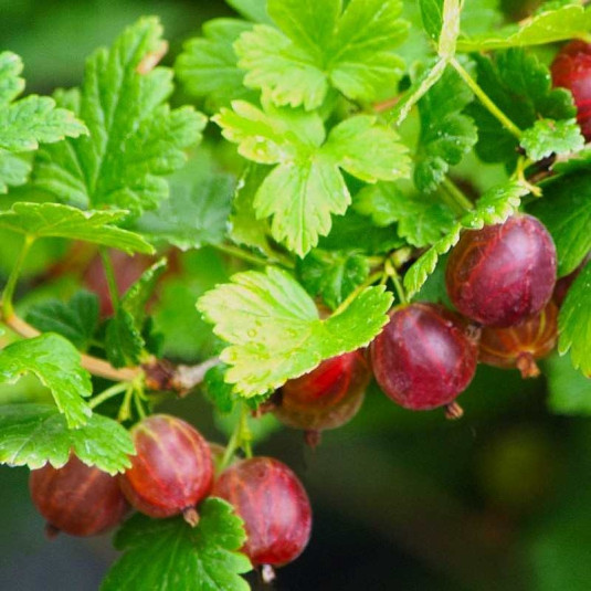 Ribes grossularia 'Freedonia' - Vente Groseillier à maquereau rouge compact