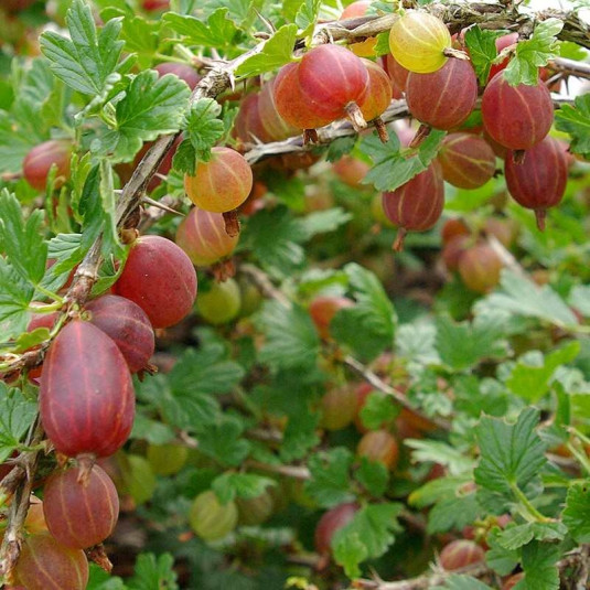Ribes grossularia 'Freedonia' - Vente Groseillier à maquereau rouge compact