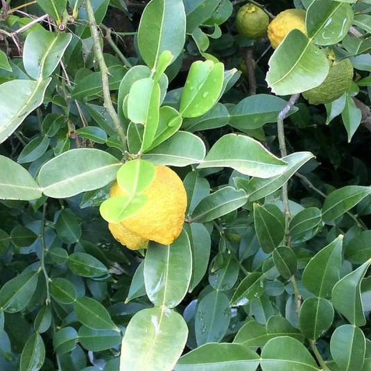 Citrus ichangensis - Vente Ichang Papeda - Citron rustique