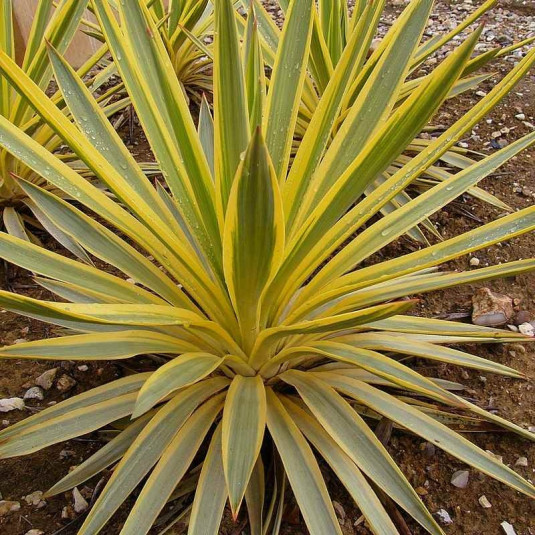 Yucca recurvifolia 'Bright Star'® - Yucca 'Walbristar'®