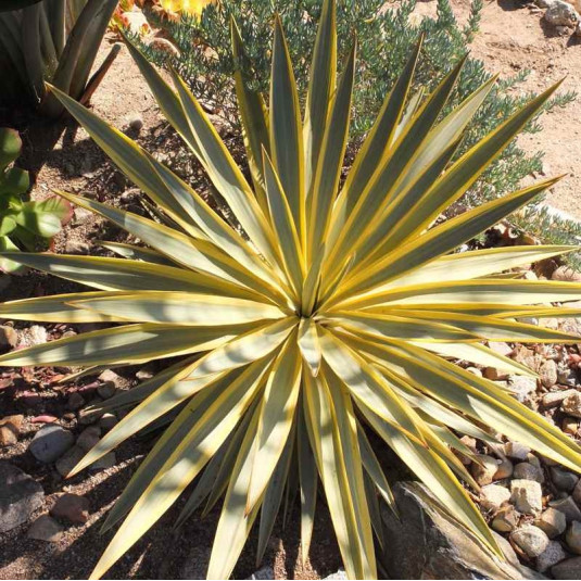 Yucca recurvifolia 'Bright Star'® - Yucca 'Walbristar'®