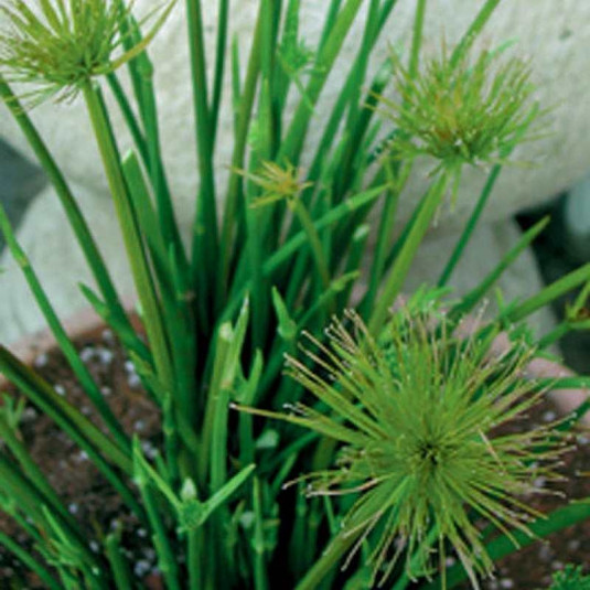 Cyperus 'Cleopatra' - Vente Papyrus nain - Souchet à papier