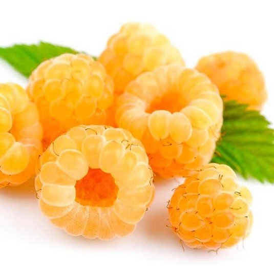 Framboisier d'automne jaune - Vente Rubus idaeus ‘Golden Everest’