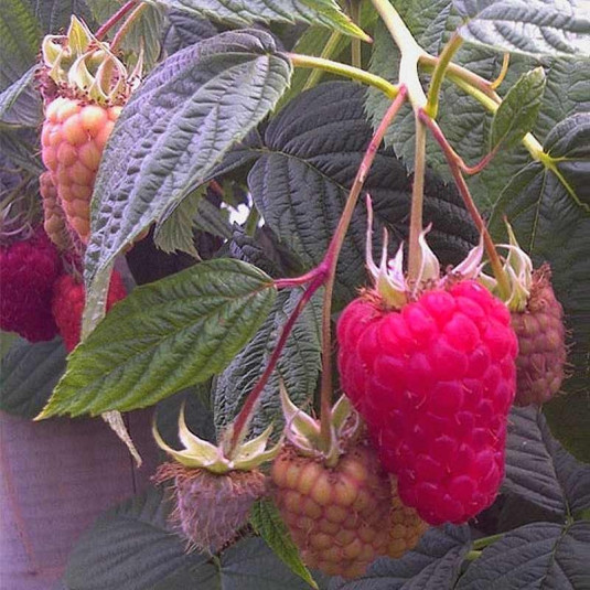 Framboisier à gros fruits - Vente Rubus idaeus 'Tadmor'