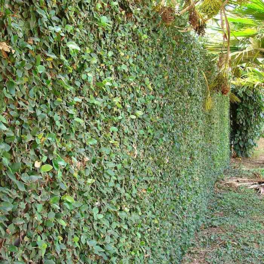 Figuier nain - Vente Ficus pumila rampant