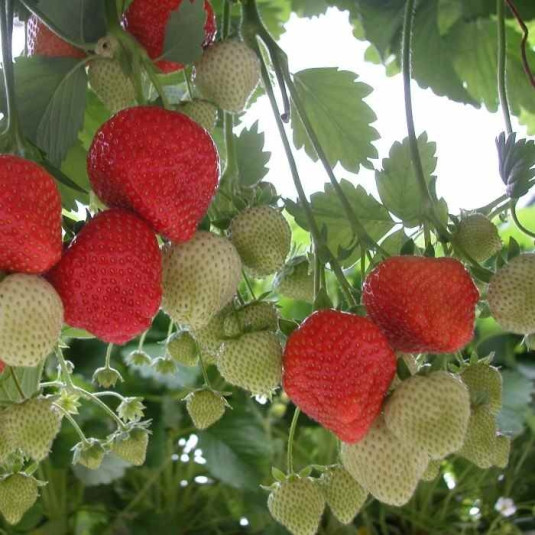 Fragaria ananassa 'Sonata' - Vente Fraise rouge savoureuse
