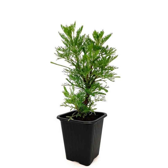 Plante Cola - Vente Artemisia abrotanum 'Maritima'
