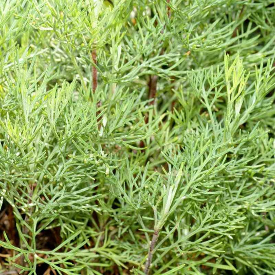 Plante Cola - Vente Artemisia abrotanum 'Maritima'