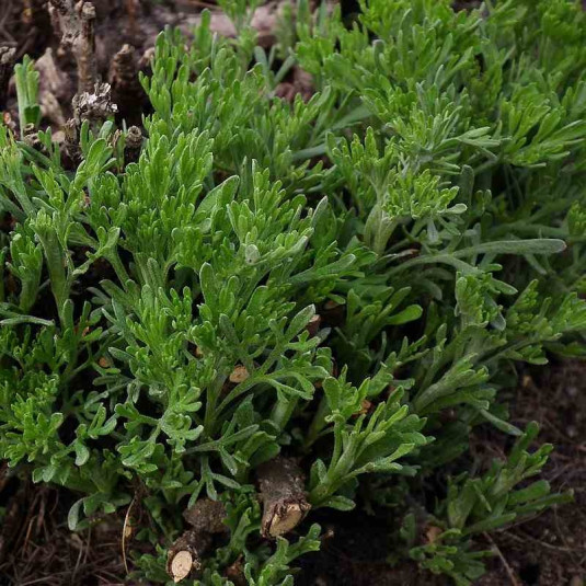 Plante Cola - Vente Artemisia abrotanum 'Maritima'