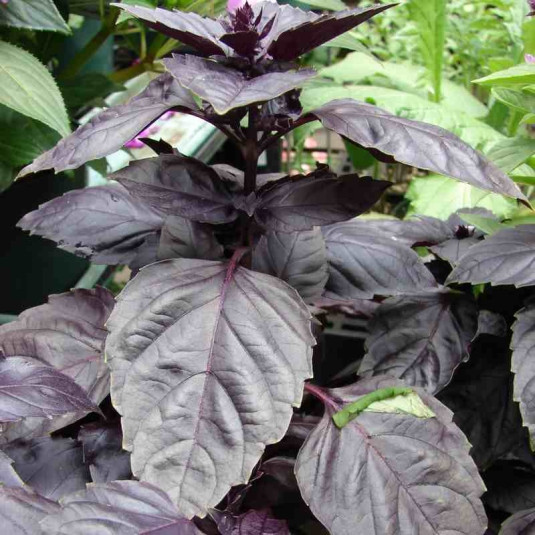 Basilic pourpre - Vente Ocimum basilicum 'Purpurascens'