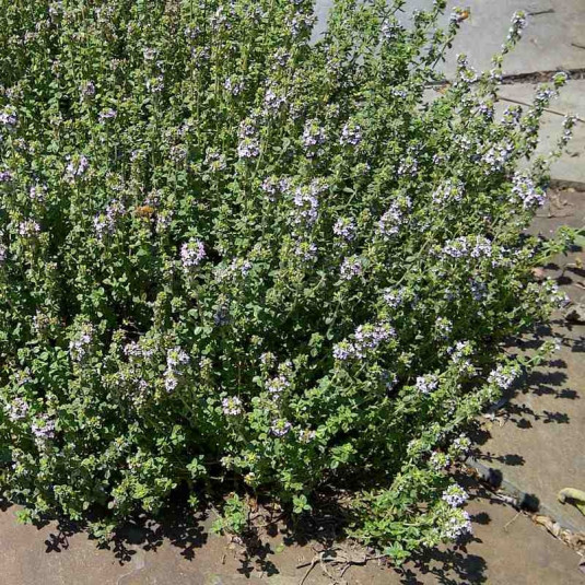 Vente Thym au parfum d'orange - Thymus vulgaris 'Fragrantissimus'