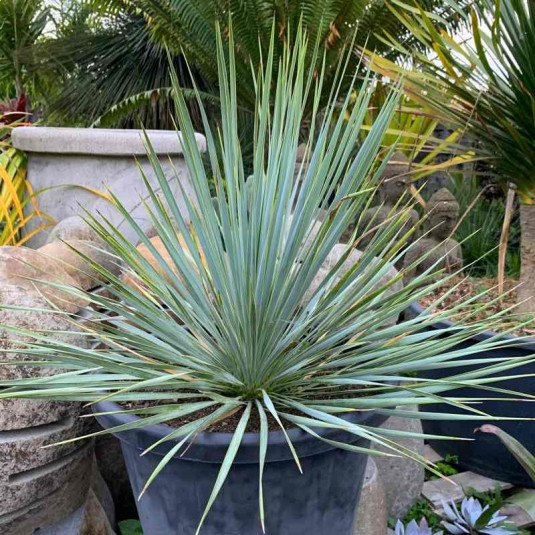 Yucca 'Sapphire Skies'® bleu - Achat arbustes à petit prix