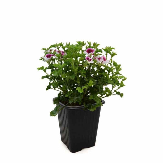 Géranium odorant anti-moustiques - Pelargonium 'Mosquitaway'®