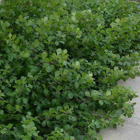 Rhus aromatica 'Gro-Low' - Vente Sumac aromatique couvre-sol