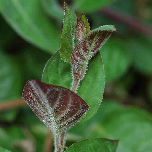 Plante fromage - Vente plant de Paederia lanuginosa
