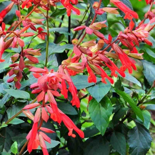 Salvia 'Ember's Wish'® - Vente Sauge arbustive rouge corail