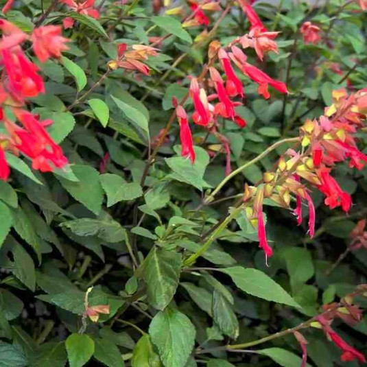 Salvia 'Ember's Wish'® - Vente Sauge arbustive rouge corail
