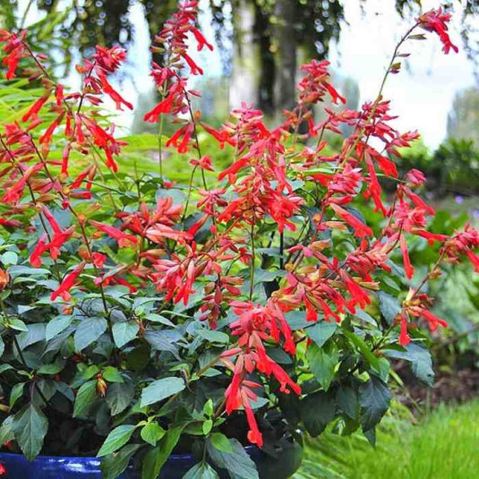 Salvia 'Ember's Wish'® - Vente Sauge arbustive rouge corail