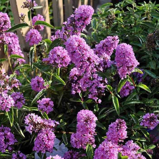 Buddleia 'Tutti Fruitti Pink' Free Petit ® - Arbre aux papillons rose ...