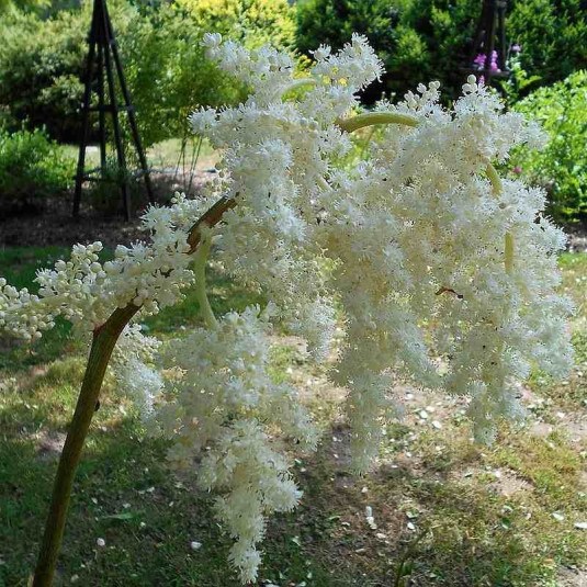 Astilboides tabularis - Vente Rodgersia tabulaire | mesArbustes.com