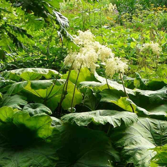 Astilboides tabularis - Vente Rodgersia tabulaire | mesArbustes.com