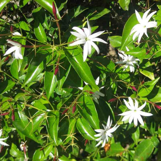 Jasminum nitidum - Jasmin royal blanc grimpant persistant