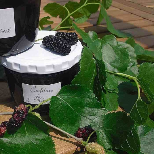 Mûrier à gros fruits comestibles - Vente Morus alba 'Milanówek'