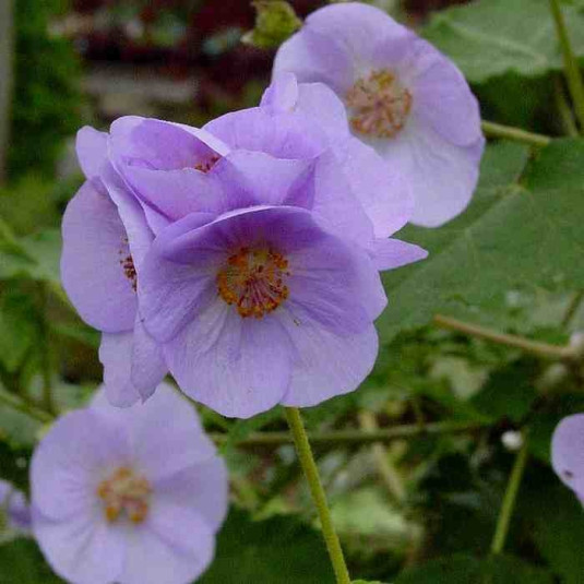 Vente Abutilon suntense - Corynabutilon bleu