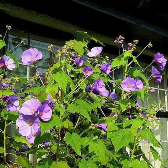 Vente Abutilon suntense - Corynabutilon bleu