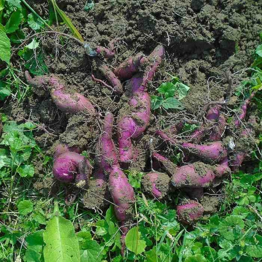 Plant Patate Douce Chair pourpre - Vente Ipomoea Batatas 'Erato Violet'