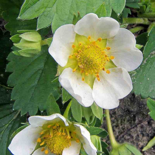 Fraise Korona - Fragaria ananassa 'Korona' - Fraisier à gros fruits