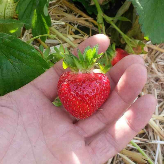 Fraise Korona - Fragaria ananassa 'Korona' - Fraisier à gros fruits