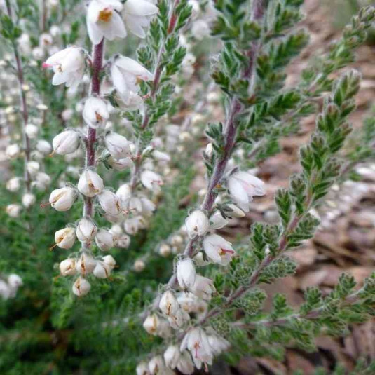 Bruyère commune blanche - Brande argentée - Vente Calluna vulgaris ...