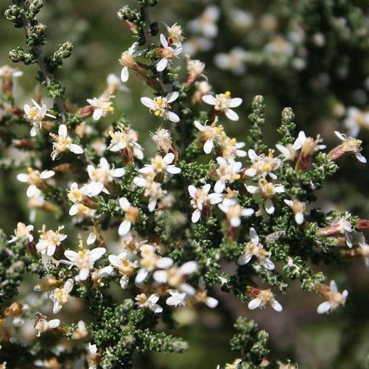 Olearia algida 'Mark' - Vente Buisson marguerite graphique