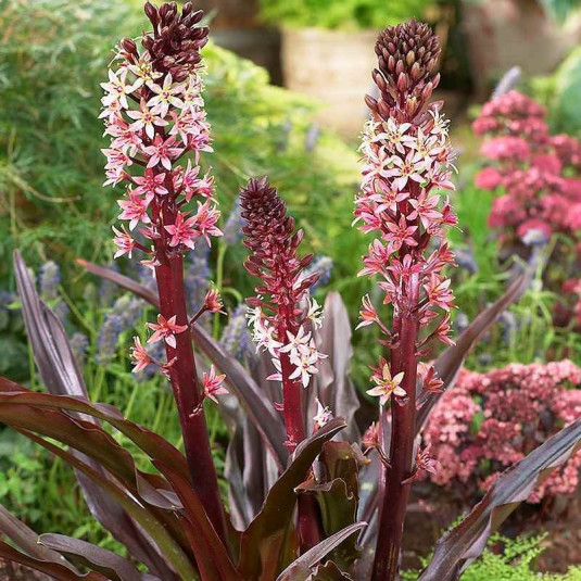 Eucomis comosa 'Sparkling Burgundy' - Vente Fleur de lis ananas pourpre