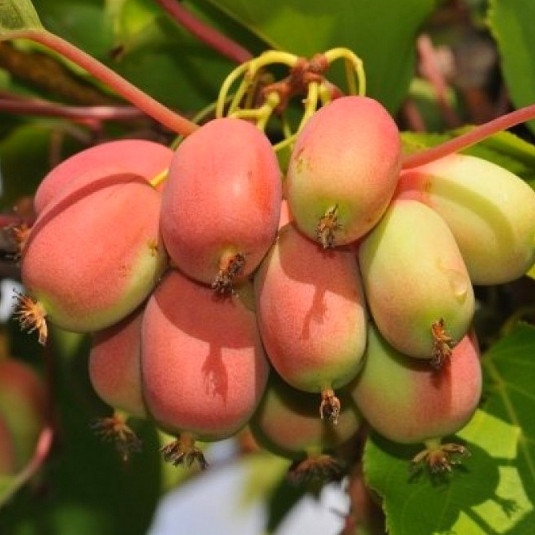 Actinidia arguta 'Bingo'® * - Vente Mini-Kiwi rose - Kiwaï ananas