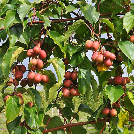 Actinidia arguta 'Bingo'® * - Vente Mini-Kiwi rose - Kiwaï ananas
