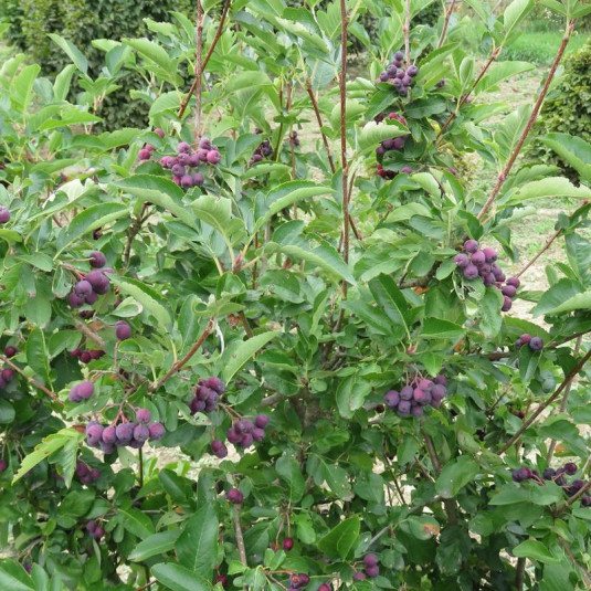 Sorbus 'Burka' - Vente Sorbier à gros fruits