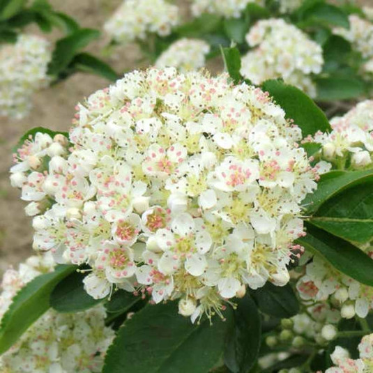 Sorbus 'Burka' - Vente Sorbier à gros fruits