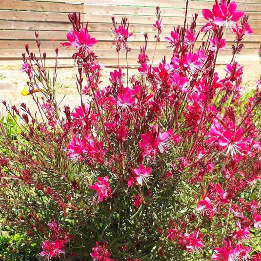 Vente Gaura 'Red Color' à fleurs rouges