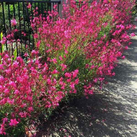 Vente Gaura 'Red Color' à fleurs rouges
