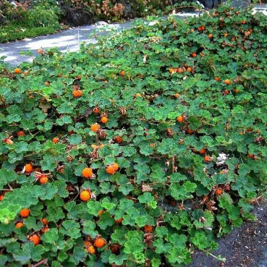 Framboisier rampant de Taiwan - Vente Rubus pentalobus 'Emerald Carpet'