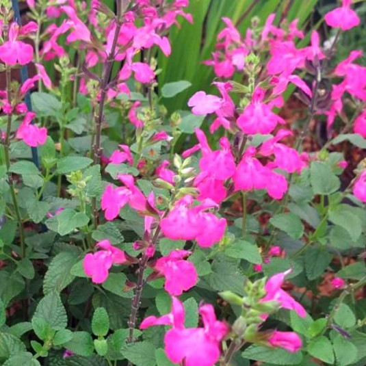 Salvia microphylla 'Cerro Potosi' - Vente Sauge magenta arbustive