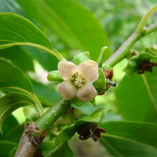 Diospyros lotus - Vente Plaqueminier lotier - Kaki lotus