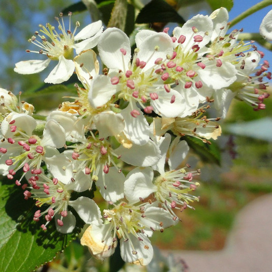 Aronia arbutifolia 'Brilliant' - Vente Aronie arbutus à fruits rouges