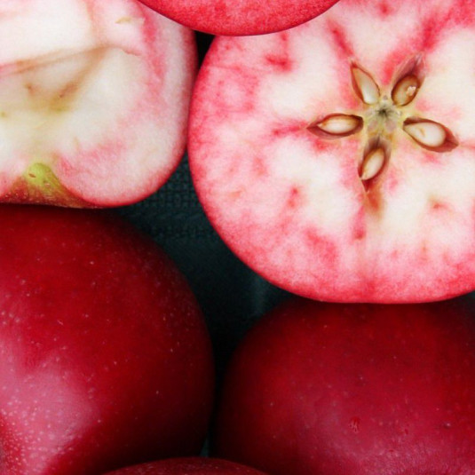 Pommier 'Rosette' - Vente Malus domestica nain