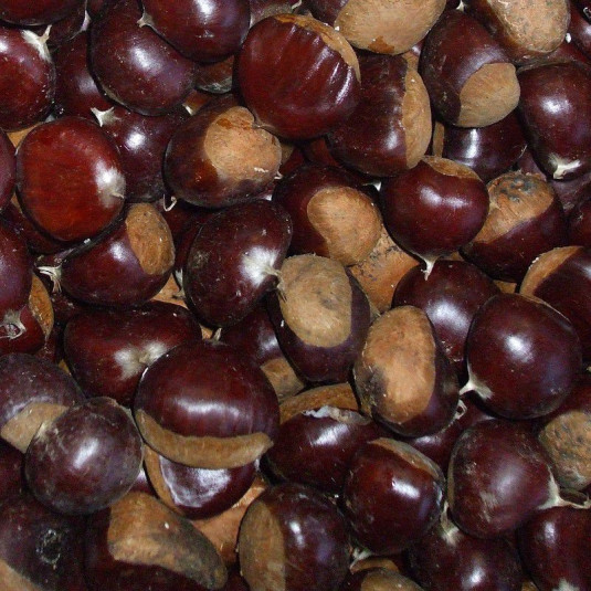 Castanea 'Marigoule' - Vente Châtaignier hybride gros fruits