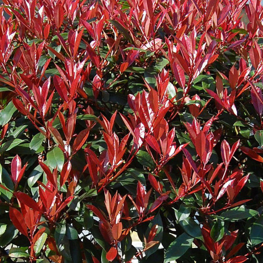 Photinia fraseri 'Carré Rouge' - Vente Photinia pour haie