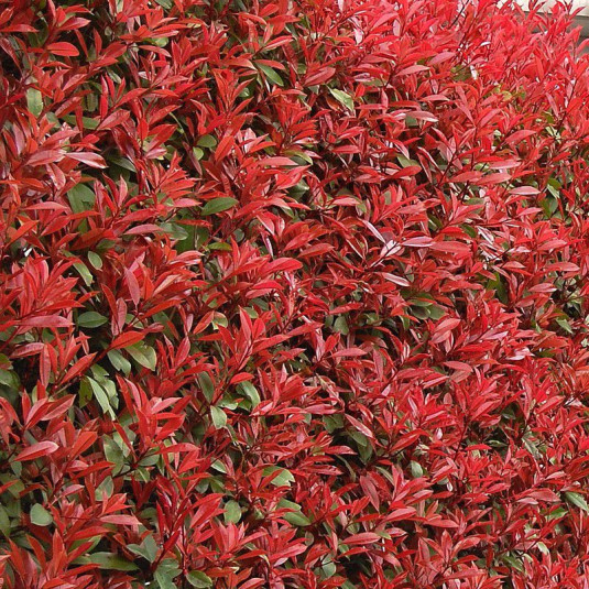 Photinia fraseri 'Carré Rouge' - Vente Photinia pour haie