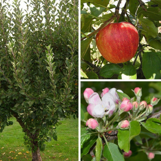 Pommier 'Elstar' - Vente Malus domestica 'Elstar'